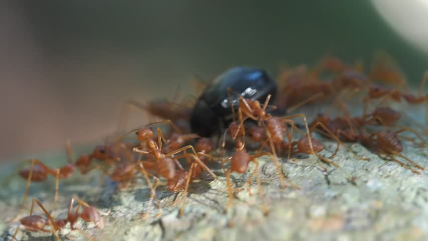 Ants As Predator Stock Footage Video 8033113 - Shutterstock