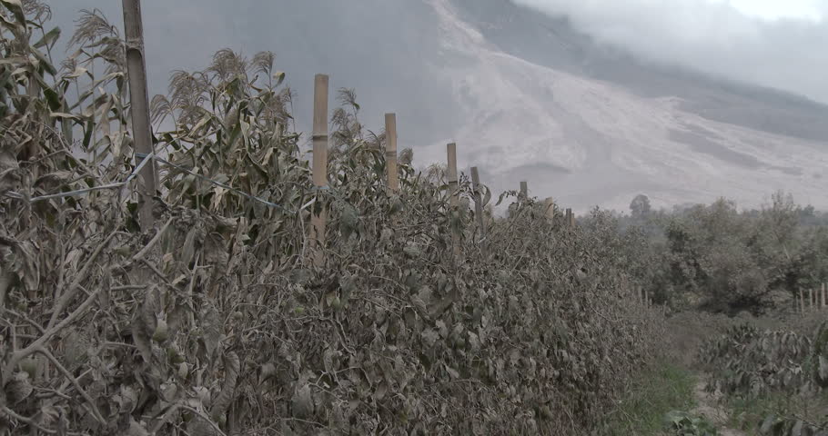 Volcano Erupts Ash Cloud Damaged Crops Agriculture 4K. Sinabung Volcano ...