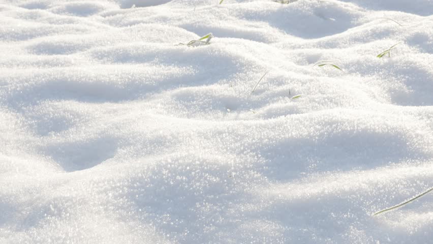 Snow Over Ground Surface With Plants Covered 4K 2160p UHD Footage ...