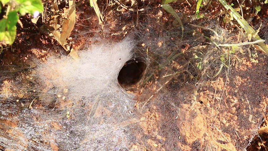 Tarantula Hole Stock Footage Video 8321440 - Shutterstock