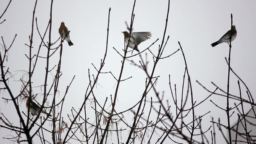 Flock Of Birds On The Tree Stock Footage Video 8694322 - Shutterstock