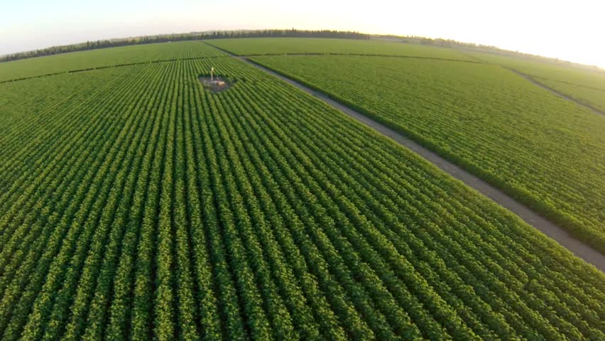 Aerial View Of Field Of Young Green Cotton Plants Stock Footage Video ...