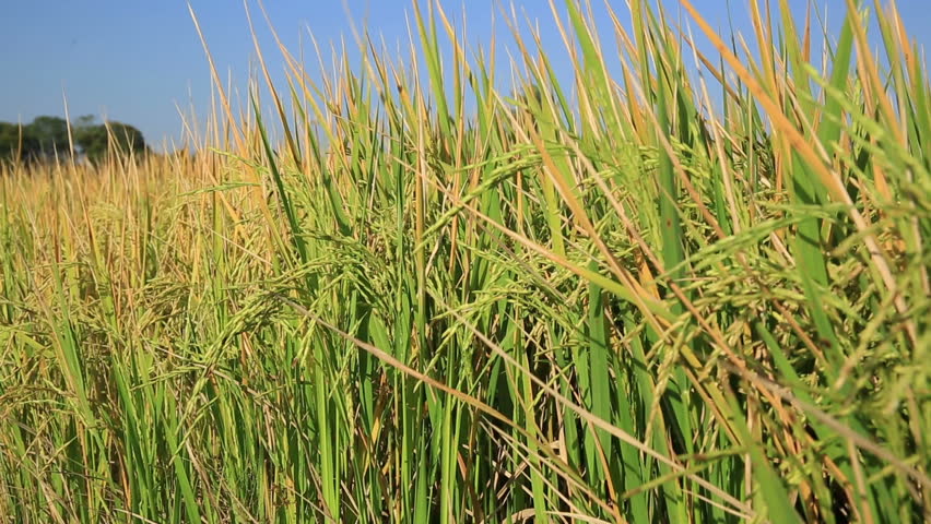 Rice Paddy Stock Footage Video 9055231 - Shutterstock