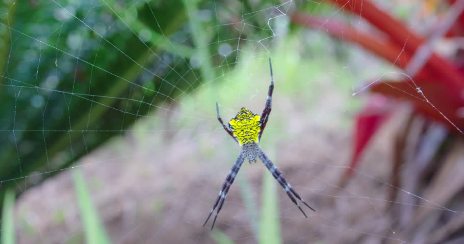 Slow Zoom In On A Crab Spider (also Known As The Asian Spiny-Backed ...